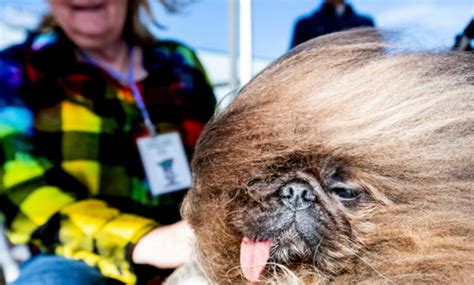 가장 못생긴 개는…8살 페키니즈 우승