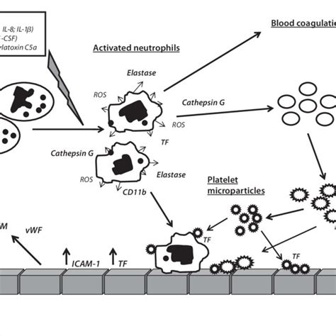 Pdf Leukocytosis Jak2 V617f Mutation And Hemostasis In Myeloproliferative Disorders