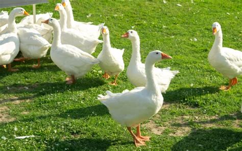 How To Tell If Your Goose Is Sick Learnpoultry