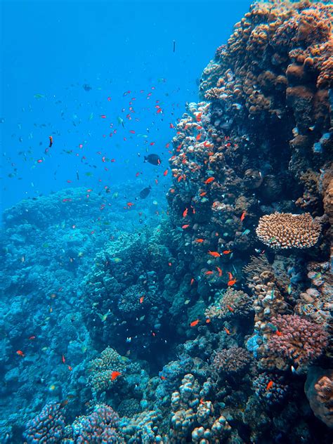 HAWAII MARINE LIFE Sea Paradise