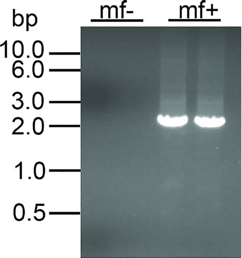 Adaptor Mediated Hemi Nested Pcr Assay For Off Target Insertion Sites