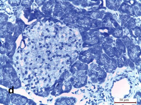Photomicrographs Of Sections Of The Pancreatic Specimens Of The Rats
