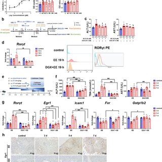 The Rorγt Specific Inhibitor Dgx Extenuated Ee Induced Cholestatic Download Scientific Diagram