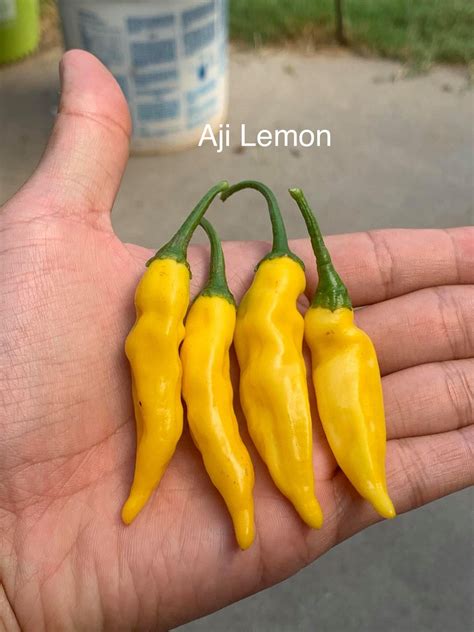 Aji Lemon Drop Pepper Seeds Etsy