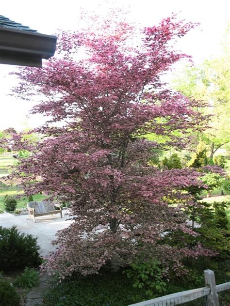 Tri Color Beech Tree Dwarf Its Variegated Leaves Of Pink White And Green Make It A Great