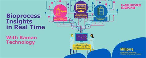 Gaining Real Time Bioprocess Insights Using Raman Spectroscopy