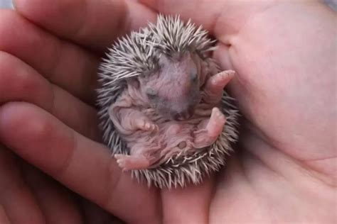 Neue Serie „mit Dem Igel Durch Das Jahr“ Wissen Die Rheinpfalz