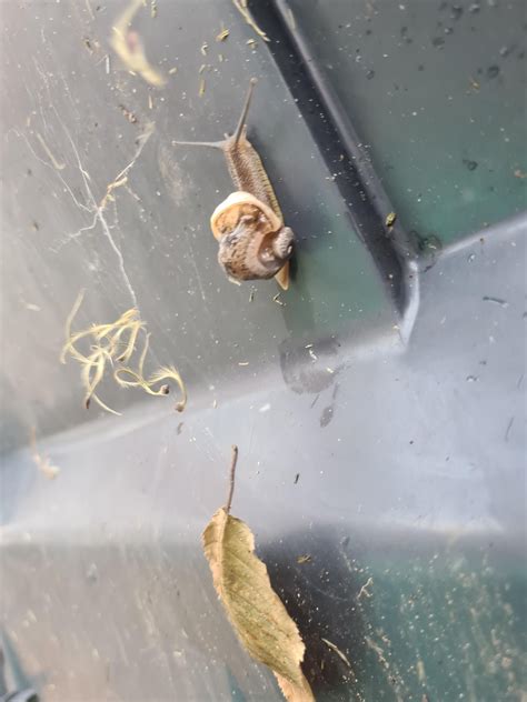 Found A Snail Without Its Shell Alive And Well R Malacology