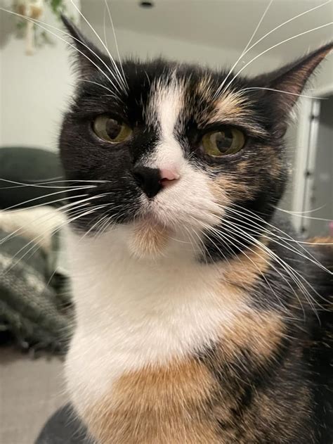 Junebugs Blotched Face 🥰 Rblotchfacecats