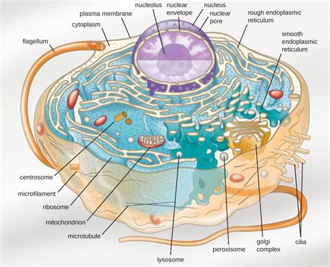 3 4 Unique Characteristics Of Eukaryotic Cells Microbiology Riset