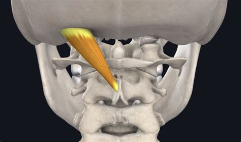 Axial Muscles Origin Insertion Action Nerve Flashcards Quizlet