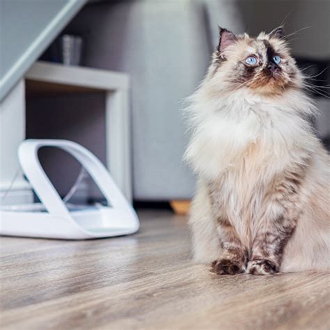 Surefeed Microchip Feeder Connect Order Uk