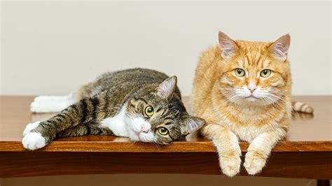 Información Sobre Los Gatos Domésticos Y Sus Razas Con Fotos