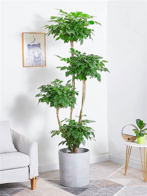 幸福树怎么做造型好看 幸福树养老桩咋修剪 幸福树盆景造型 第10页 大山谷图库