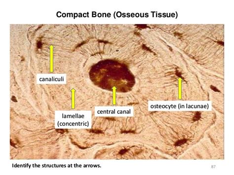 Activity 2 Histology And Integument