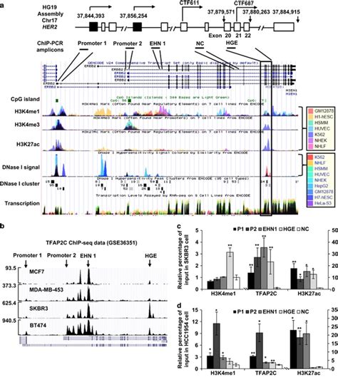 A Novel Her2 Gene Body Enhancer Contributes To Her2 Expression Pmc