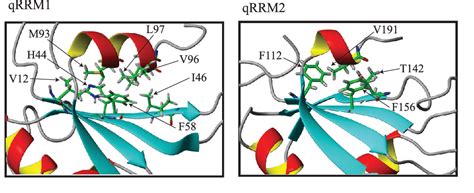 Figure 2 From Nmr Structure Of The Three Quasi Rna Recognition Motifs Qrrms Of Human Hnrnp F
