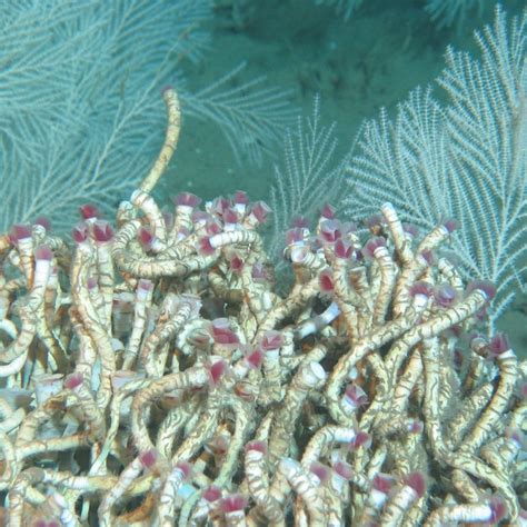 Substratum Origin Seamap Australia