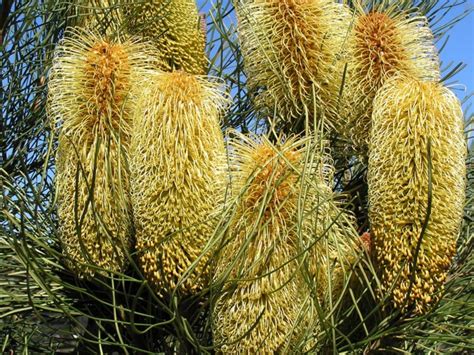 Why Endemic — Lullfitz Nursery