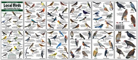 Orange County Local Birds