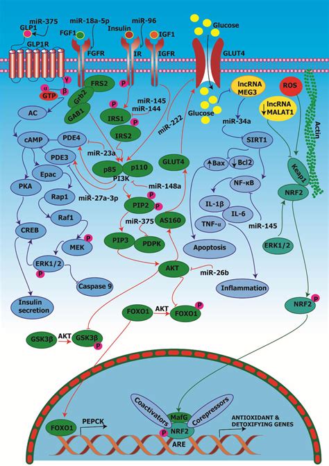 Signal Transduction With Diabetes Associated Noncoding Rnas I Glp1 Download Scientific