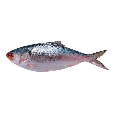 Hilsha Fish Ilish 1 Kg Halal Foods Jp