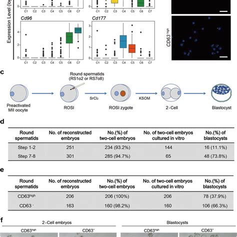 Steps 1 2 Round Spermatids Have Lower Embryo Developmental Potential Download Scientific