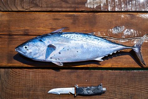 오메가 6와 오메가 3 건강한 지방의 균형을 맞추는 방법