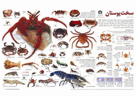 پوستر آموزشی سخت پوستان « پوسترهای آموزشی دانشنامه دانش‌آموز