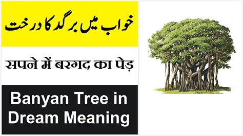 Banyan Tree In Dream Meaning Khwab Mein Bargad Ka Darakht Dekhna Tree In Dream Youtube