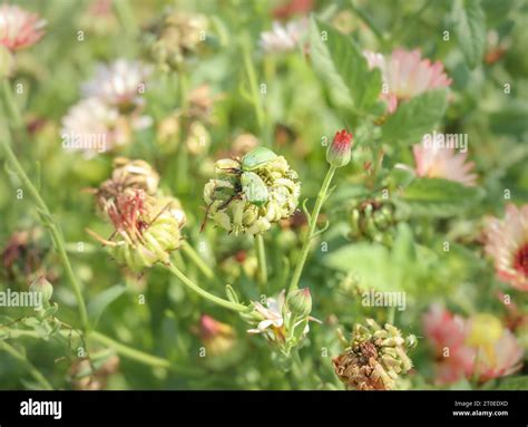 Southern Green Stink Bug Mating Back To Back On Calendula Flower Head