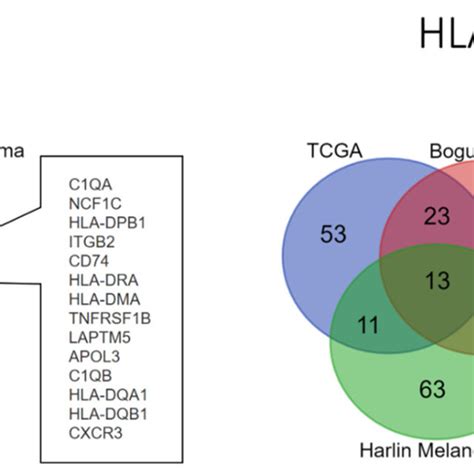 Hla Class Ii Expression Pattern In Cutaneous Melanoma The Expression Download Scientific
