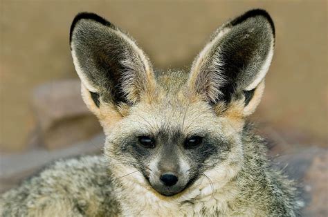 Bat Eared Fox 1 Photograph By Science Photo Library Pixels