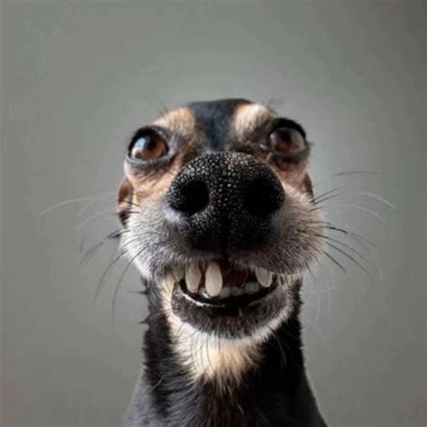 Angelo Rovic More Samson