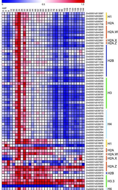 High Temporal Resolution Transcriptome Landscape Of Early Maize Seed