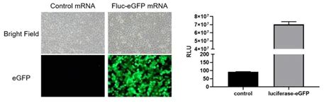 Fluc Egfp Mrna Dual Reporter For Protein Expression Areterna