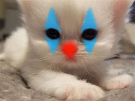 Quem Sabe Sabe Da Sikva Manuella Ramos Quizur