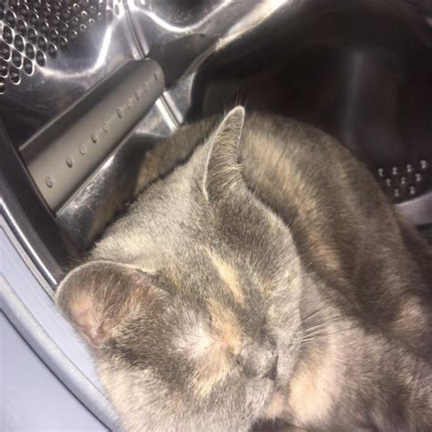 Cat Object Detection Model By Project Zb1y1