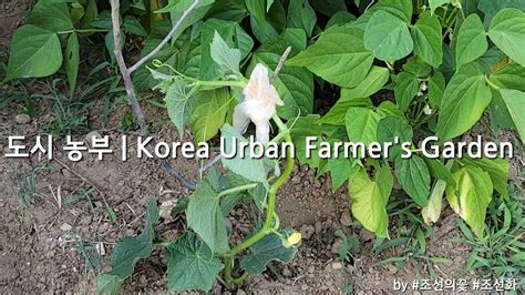 도시 농부 텃밭 식물의 한 살이 호박 열매 강낭콩 꼬투리 어쩌다 오이까지 From Cuteness To Unexpected Surprising Happened