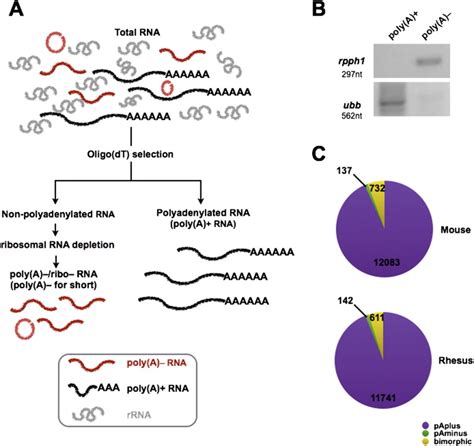 A A Schematic Diagram Showing The Pipeline Of Non Polyadenylated