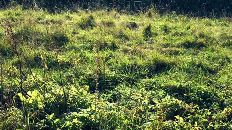 The Shimmer Of Gossamers On Grass In Sunlight Stock Video Video Of