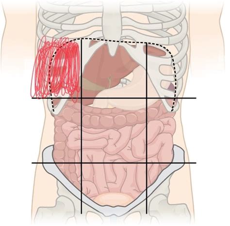 Anatomy Fall 2022 Chapter 1 Flashcards Quizlet
