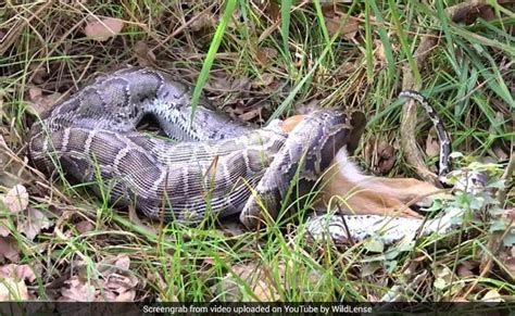 Burmese Python Eats Deer