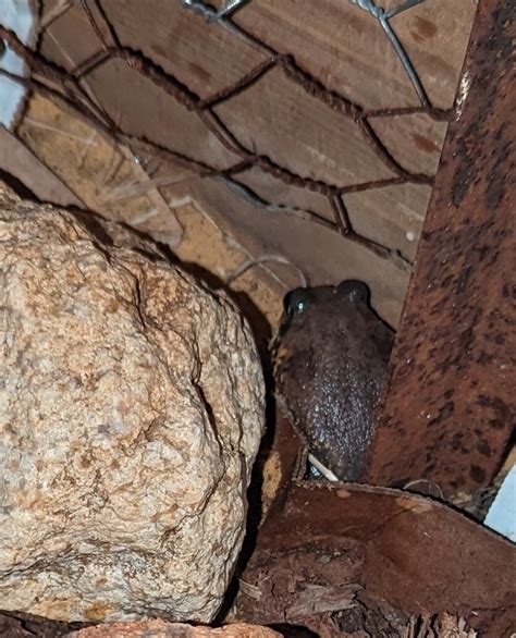 Moaning Frog In November 2023 By Nick Durrant · Inaturalist