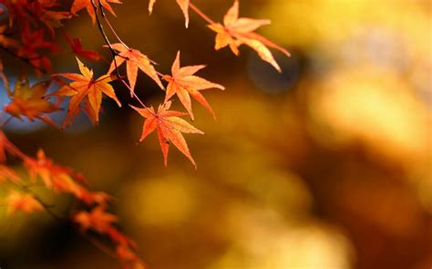 가을 노란색 단풍 단풍 나무 초점 나뭇잎 배경 화면 1920x1200 배경 화면 다운로드