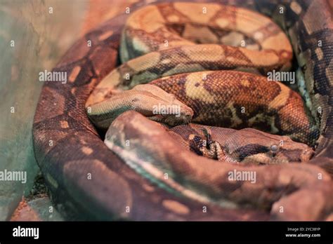 This Stunning And Captivating Image Showcases A Python Coiled Elegantly In Its Beautiful Natural