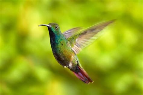 Meet The Green Breasted Mango Hummingbird Photos And Facts
