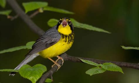 What Do Warblers Eat A Z Animals