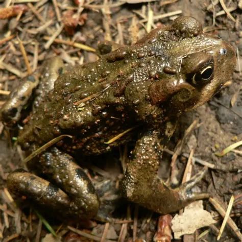 Western Toad Facts Diet Habitat And Pictures On Animaliabio