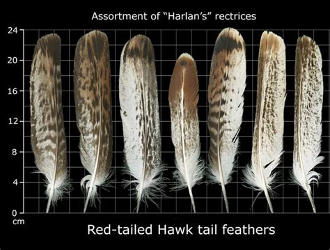 Red Tailed Hawk Feather Identification Hawk Feathers Identification